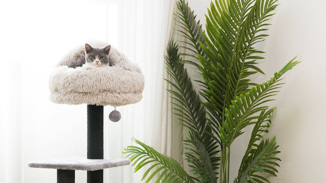 CATRY Eco-Friendly Modern & Stylish Cat Trees for Large Cats – Catry ...