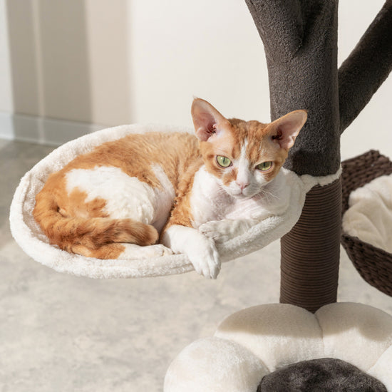 Catry Blossom, 6-Level Cat Tree – Catry International Group, Inc.
